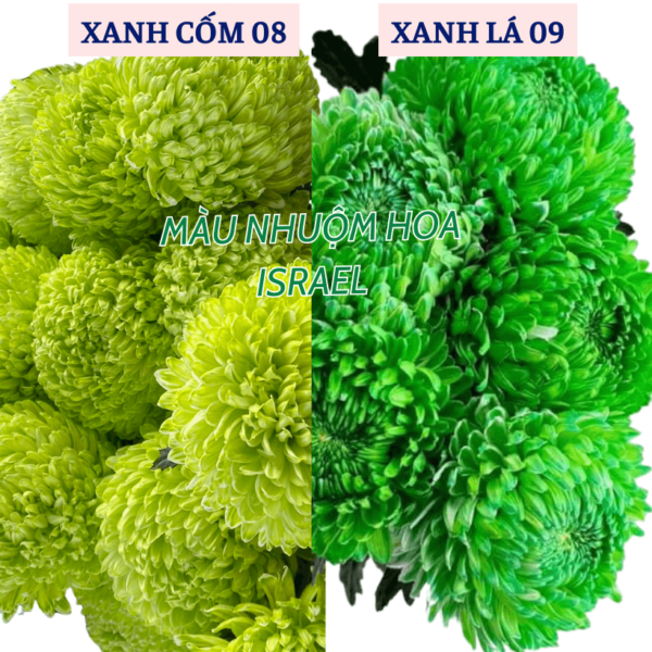 Nước Nhuộm Hoa Tươi Màu Xanh Lá Pre 9 (Chai 1L hoàn chỉnh) nhuộm trên ...